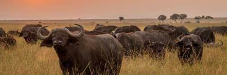 Meru National Park - Unique World Destinations International